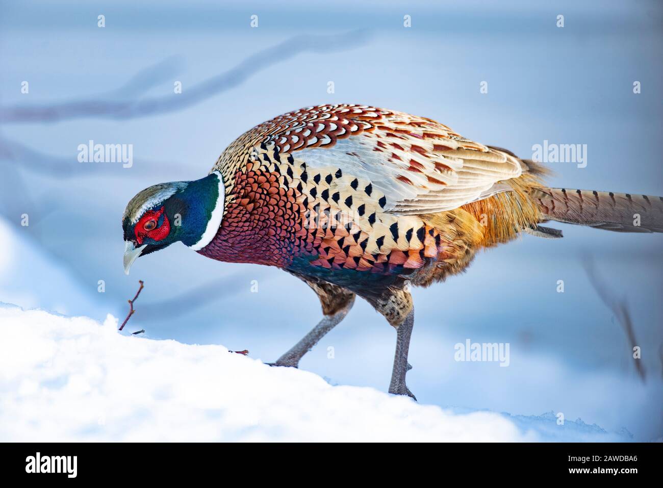 A rooster Pheasant in the winter in Minnesota Stock Photo - Alamy