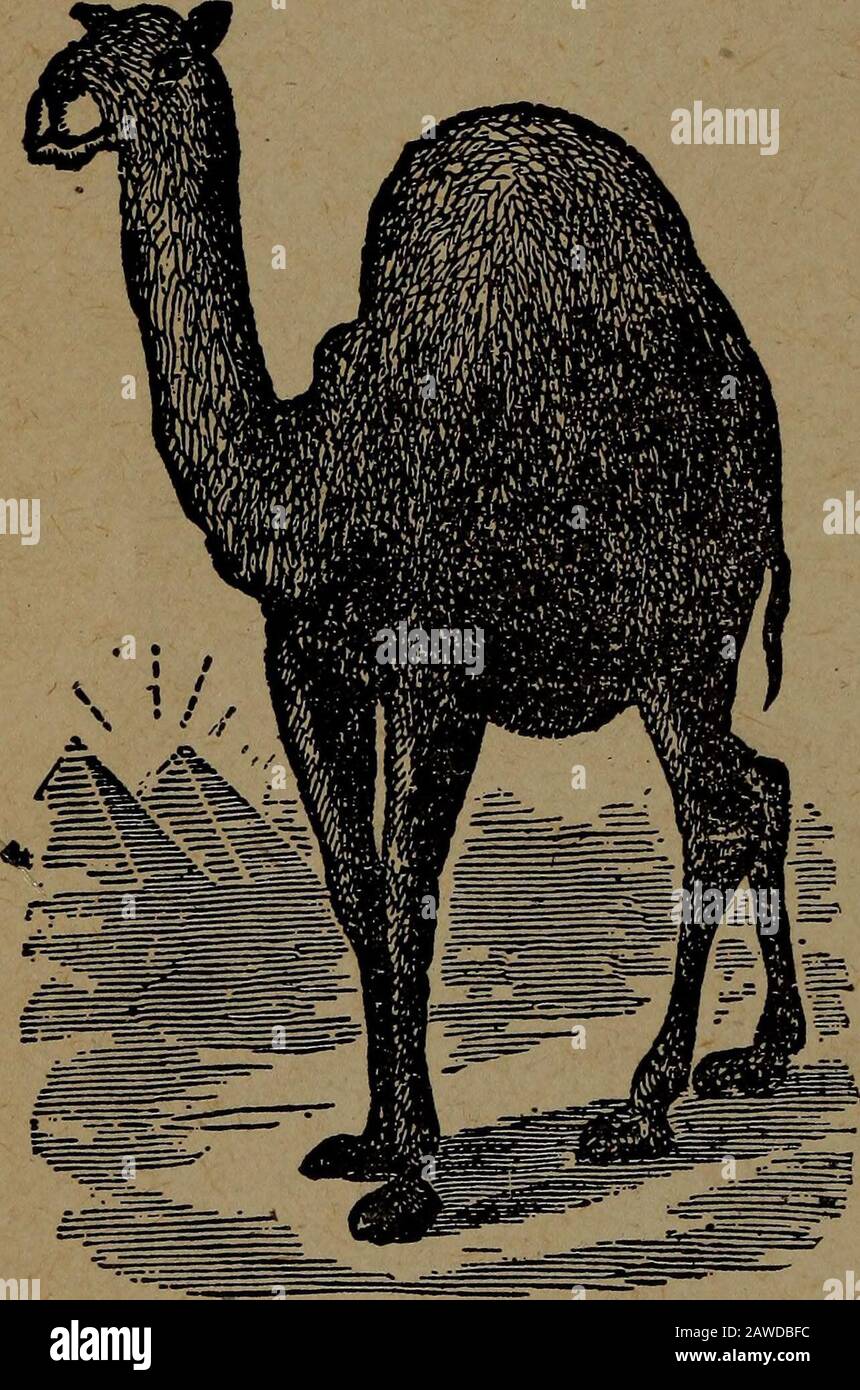 Thecamel hi-res stock photography and images - Alamy