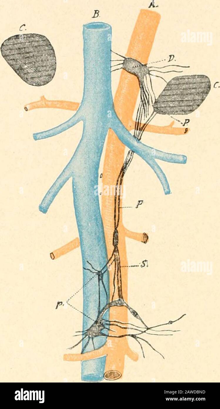 Paraganglion hi-res stock photography and images - Alamy