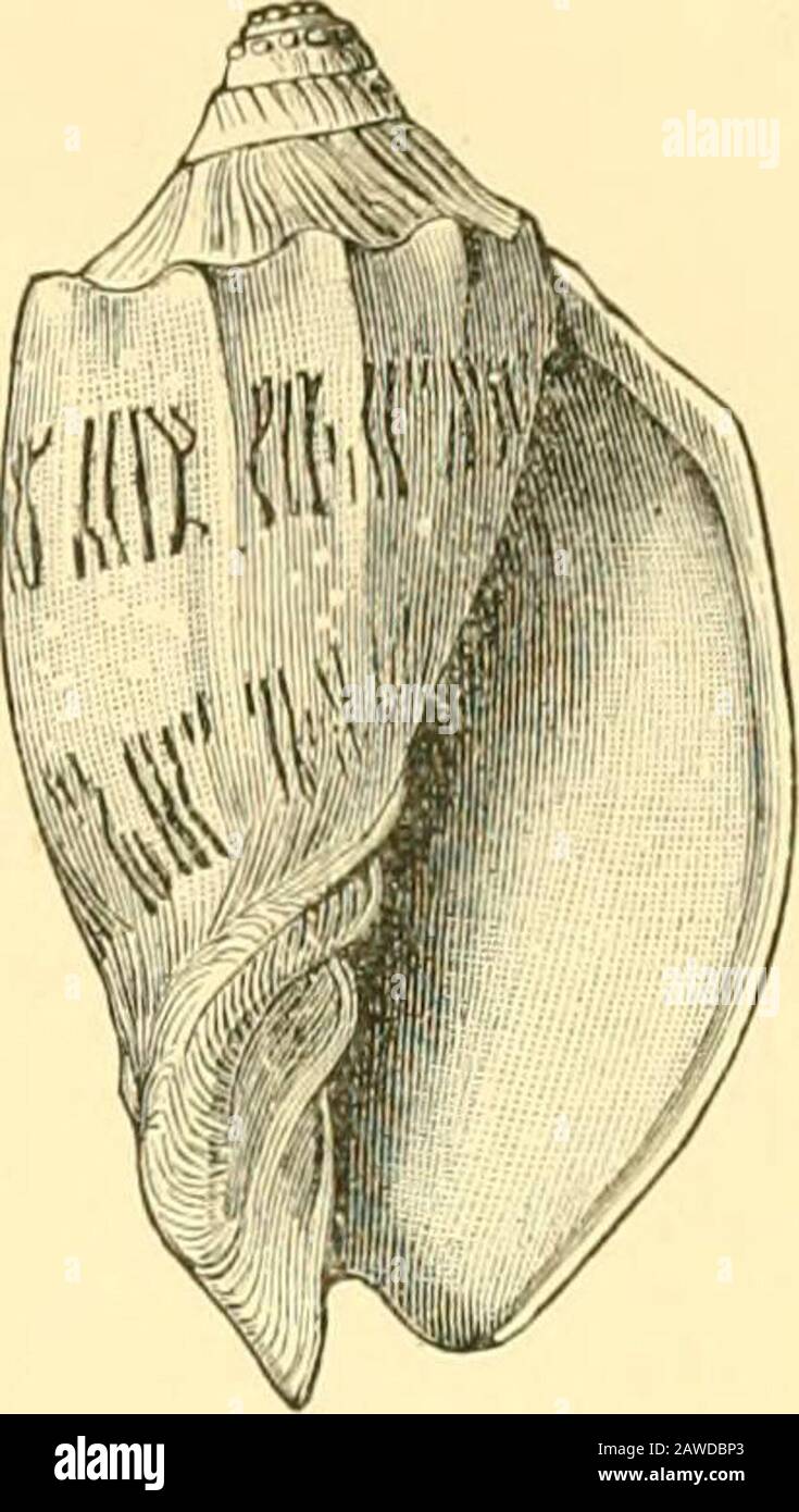 Turricula hi-res stock photography and images - Alamy