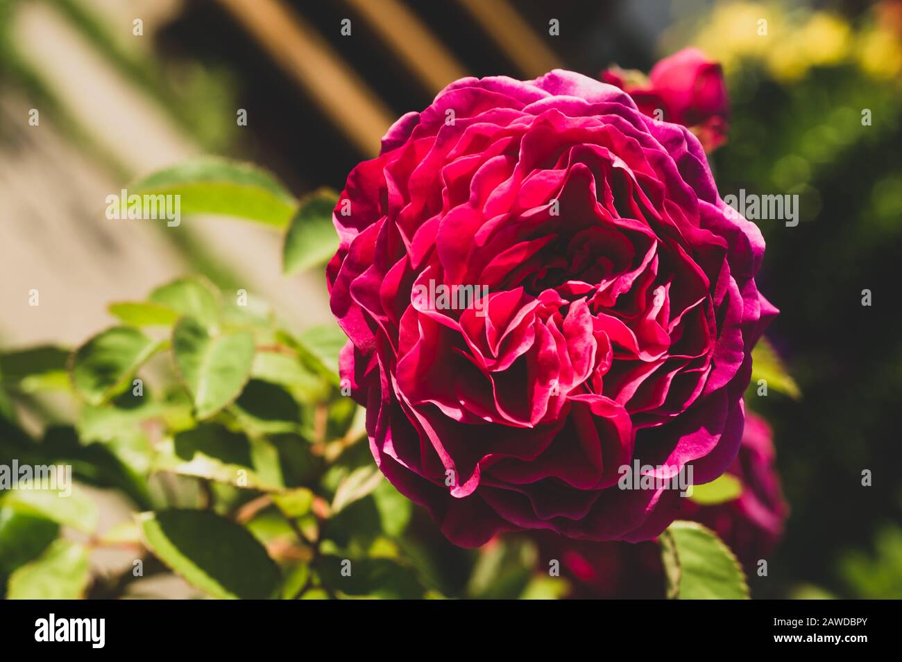 Scarlet flower hi-res stock photography and images - Alamy