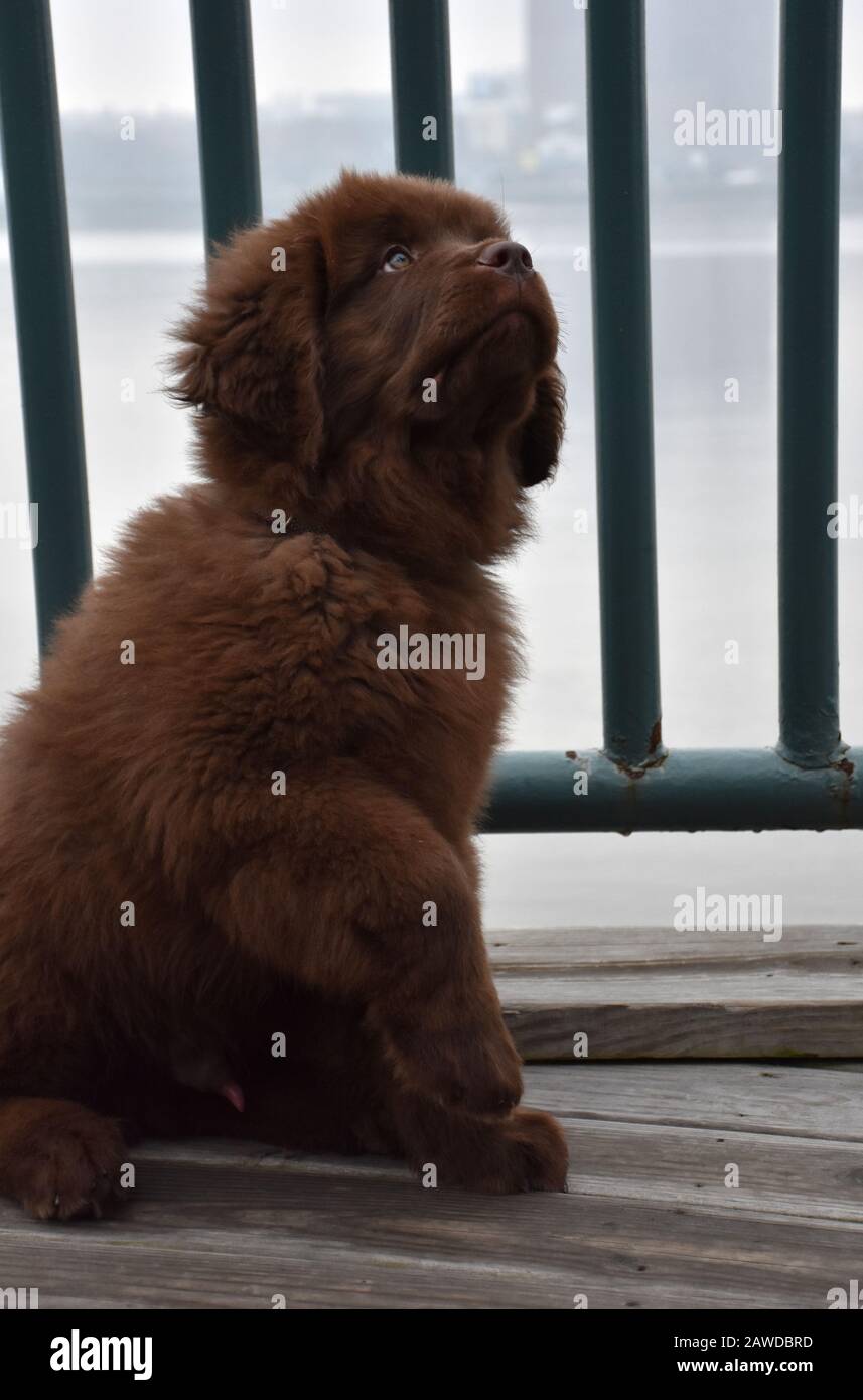 Newfoundland dog paw hi-res stock photography and images - Alamy