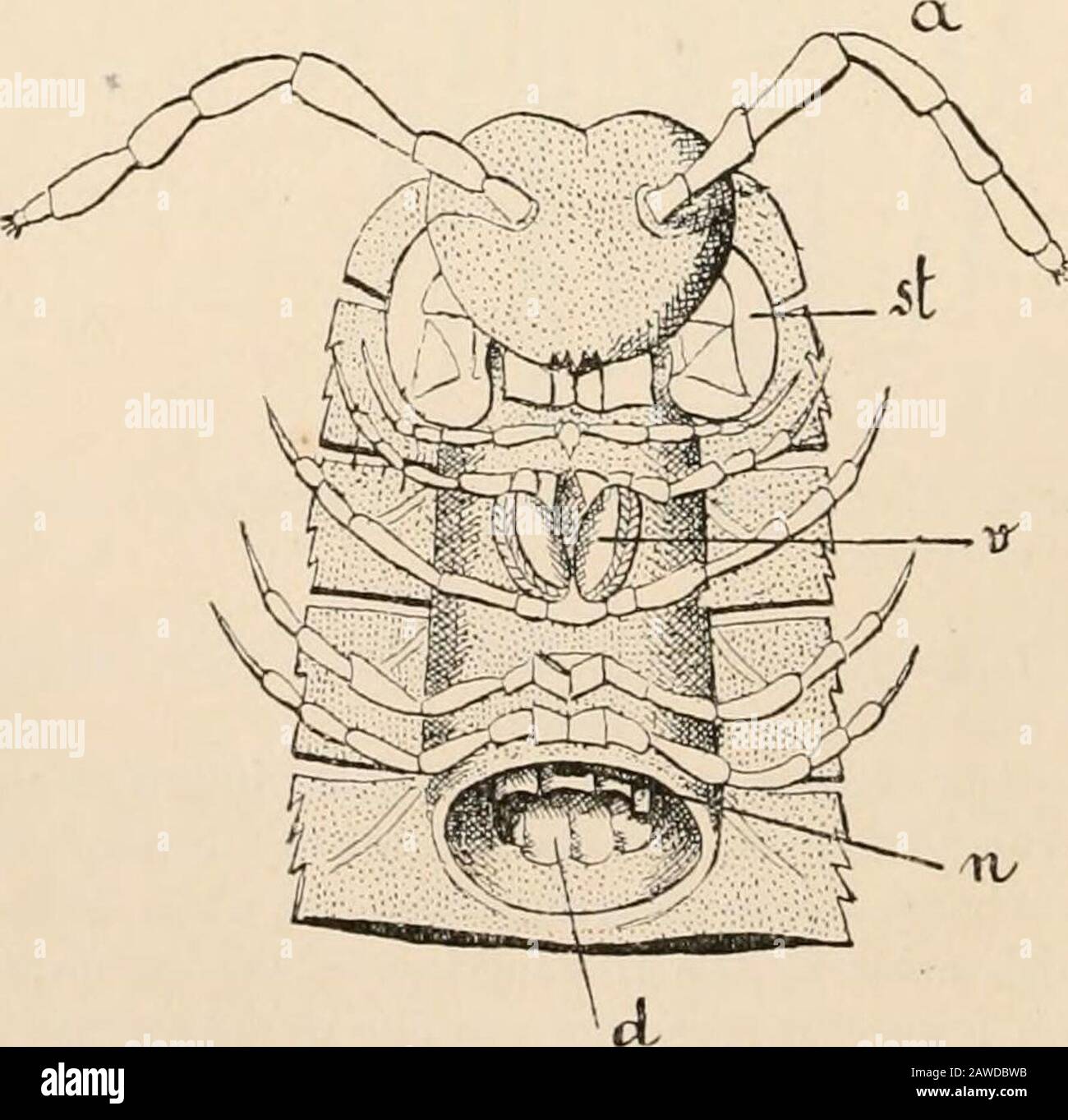 Text-book of comparative anatomy . ry case each trunk segment was ...