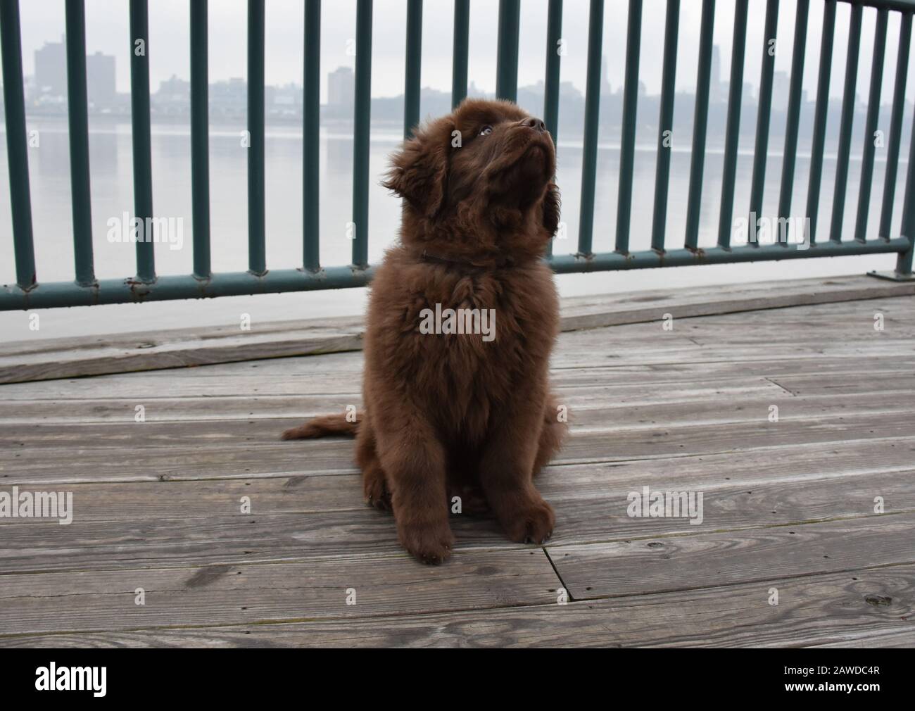 Little brown Newfie puppy dog sitting by a river walkway Stock Photo ...