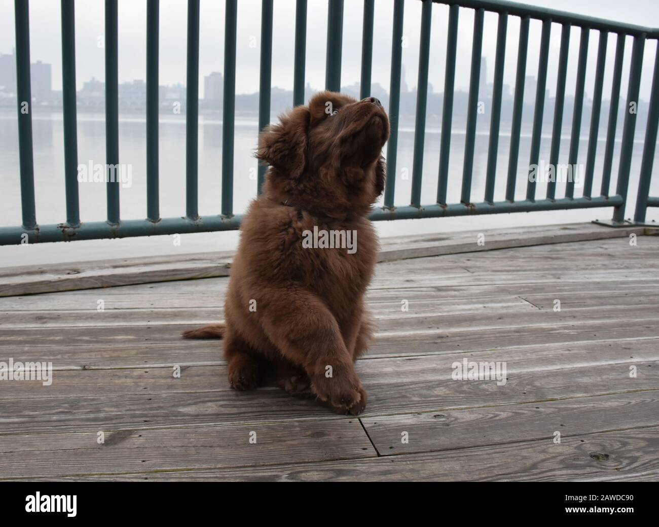 Brown newfie puppy with his paw slightly raised Stock Photo - Alamy