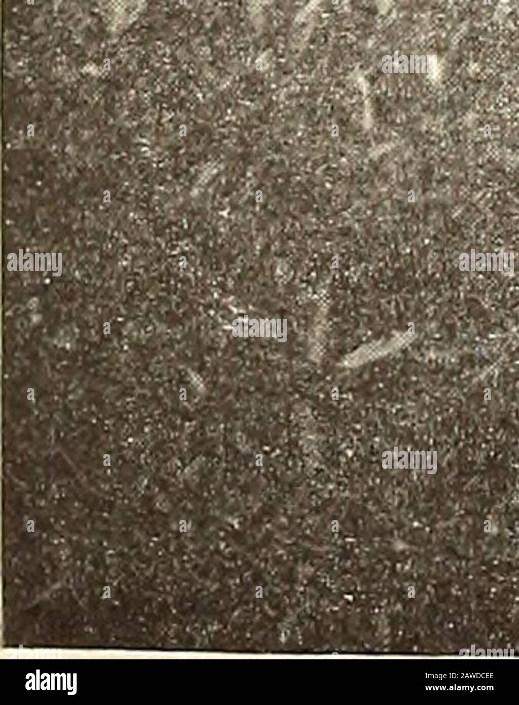 Plagio hi-res stock photography and images - Alamy