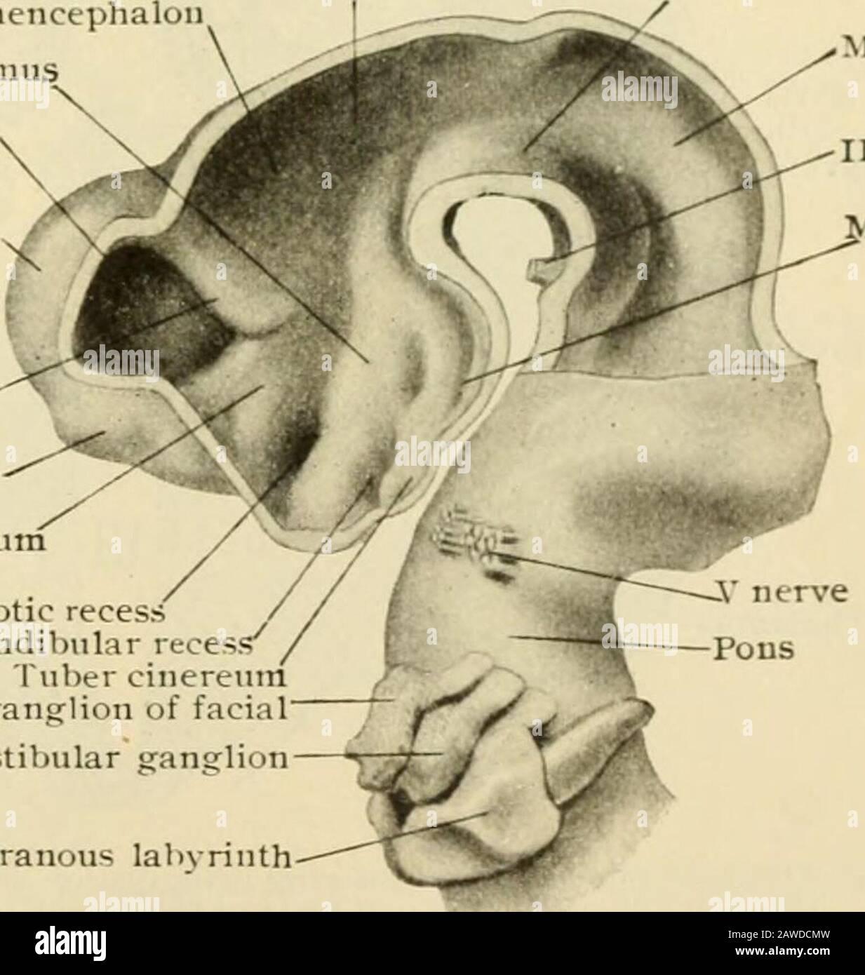Fore brain hi-res stock photography and images - Alamy
