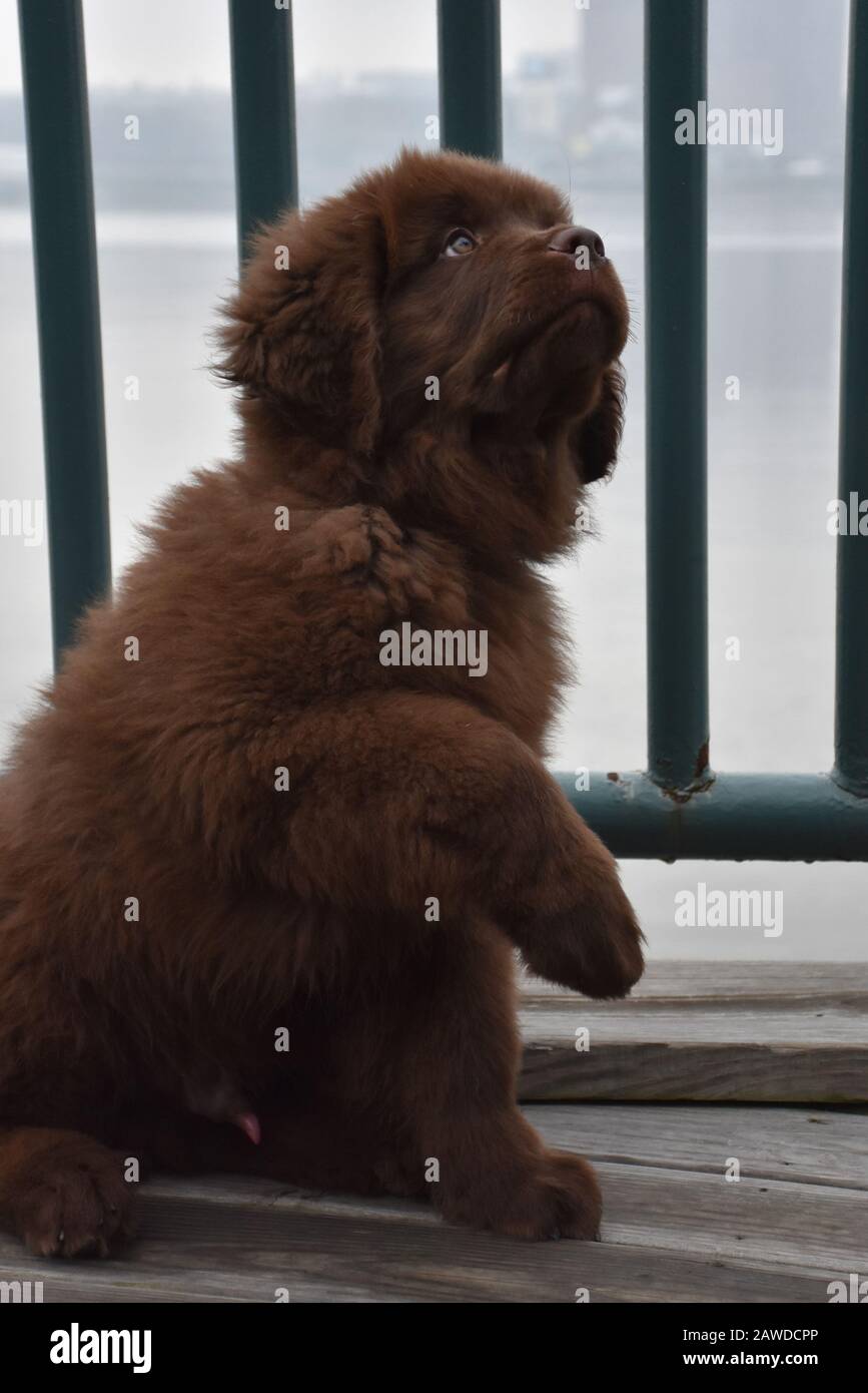 Newfoundland dog paw hi-res stock photography and images - Alamy