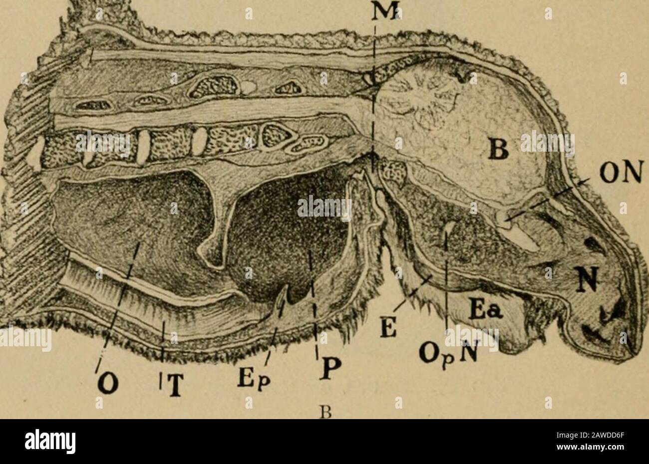 Veterinary obstetrics, including the diseases of breeding animals and ...