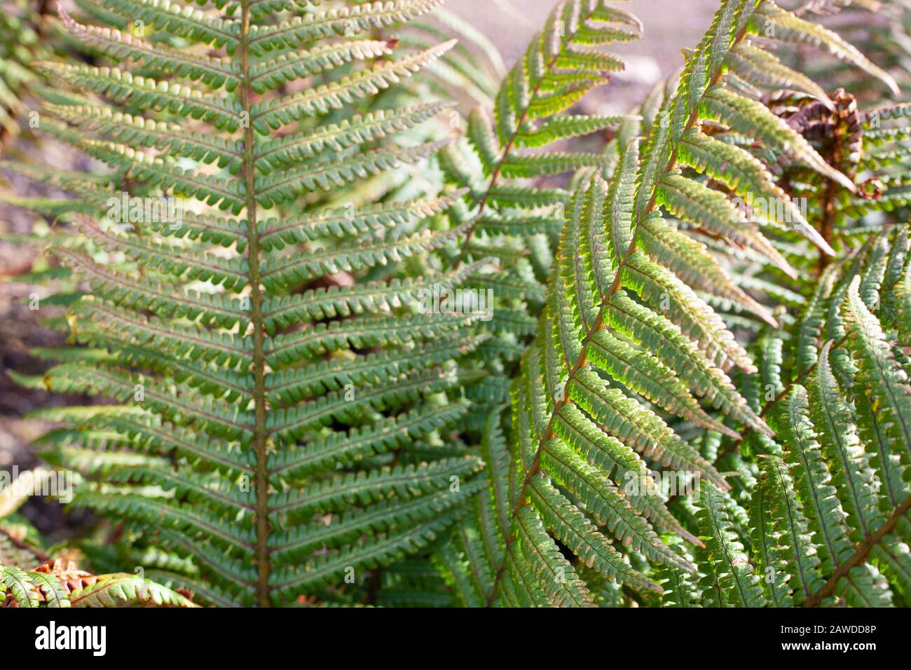 Rich variety of ferns hi-res stock photography and images - Alamy