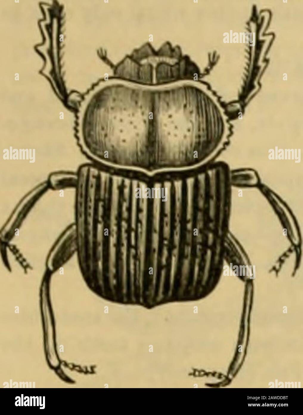 Labial form hi-res stock photography and images - Alamy