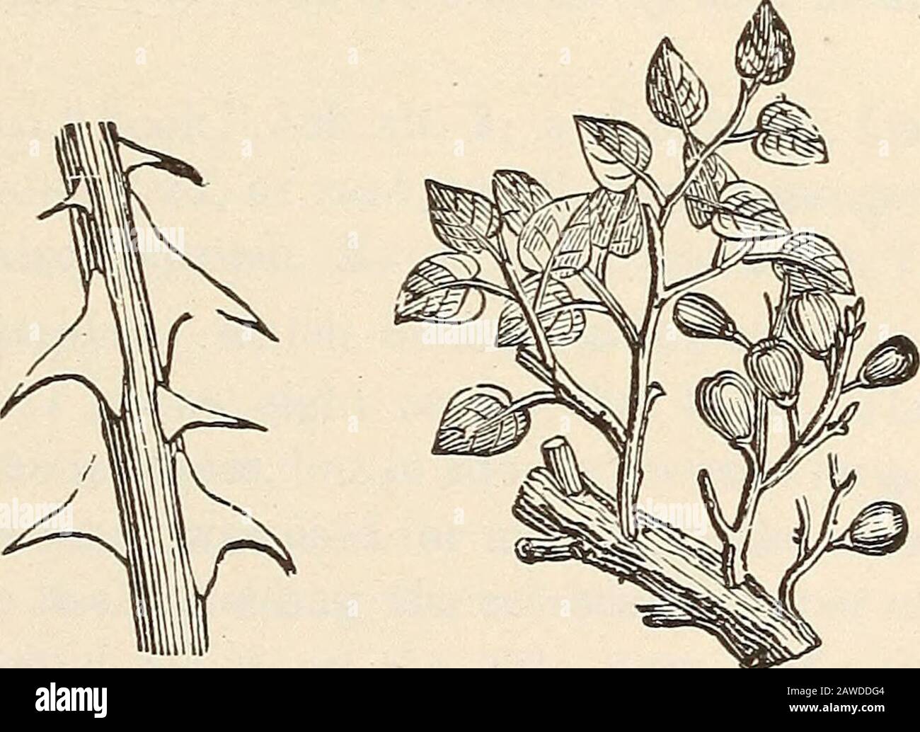 Sycamore sam hi-res stock photography and images - Alamy