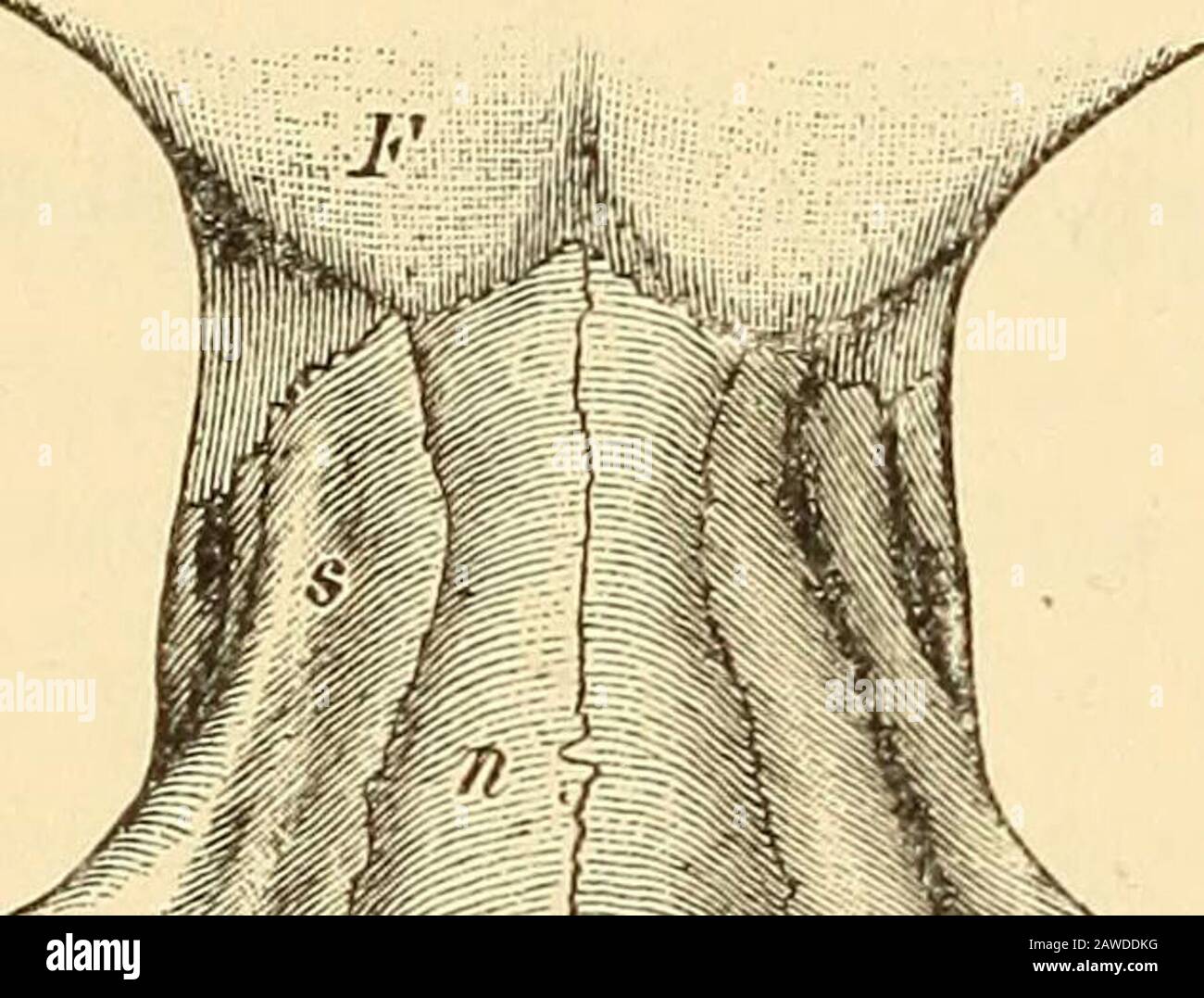 A text-book on diseases of the ear, nose and throat . extending from ...