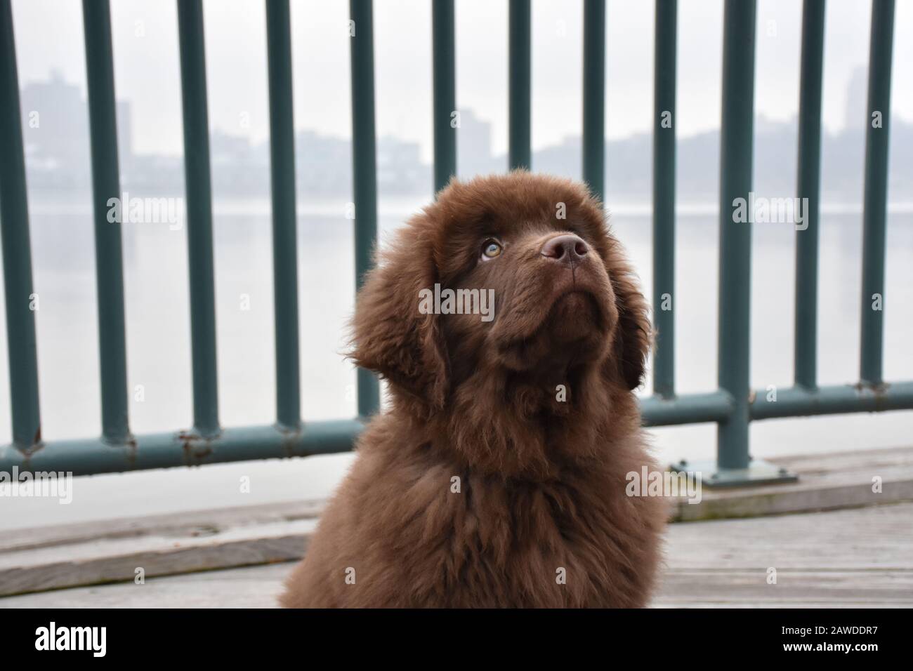 Cute brown Newfie puppy dog looking up while sitting Stock Photo - Alamy