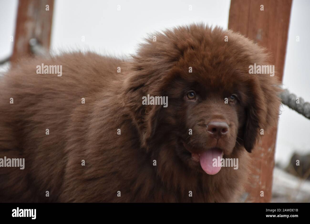 Adorable fluffy brown Newfie puppy with his tongue out Stock Photo - Alamy