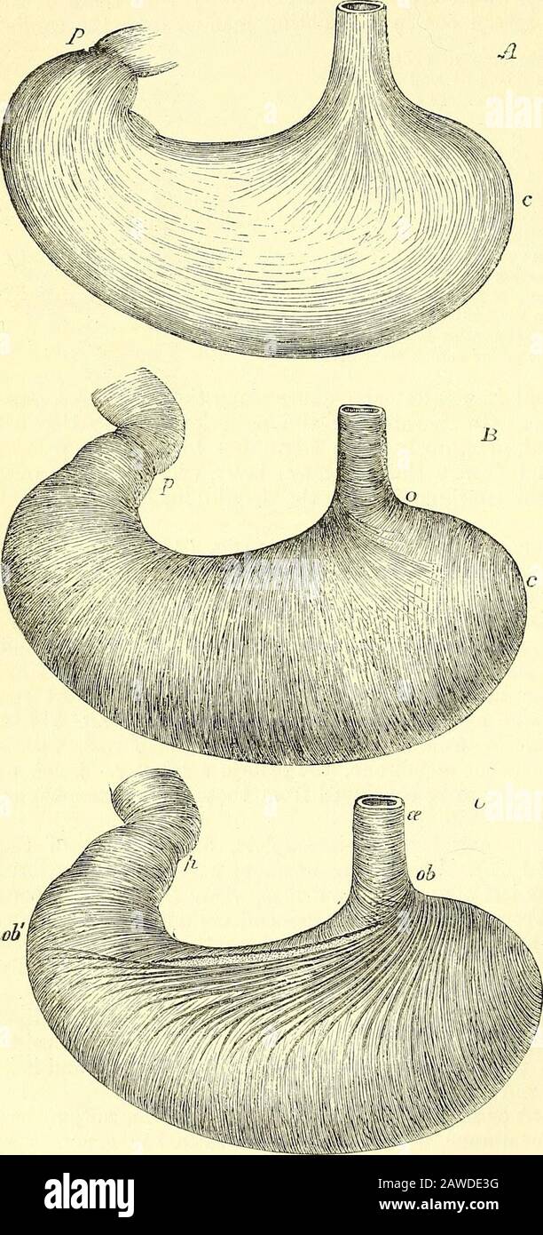 Quain's elements of anatomy . he circular fibresof the gullet, on the ...