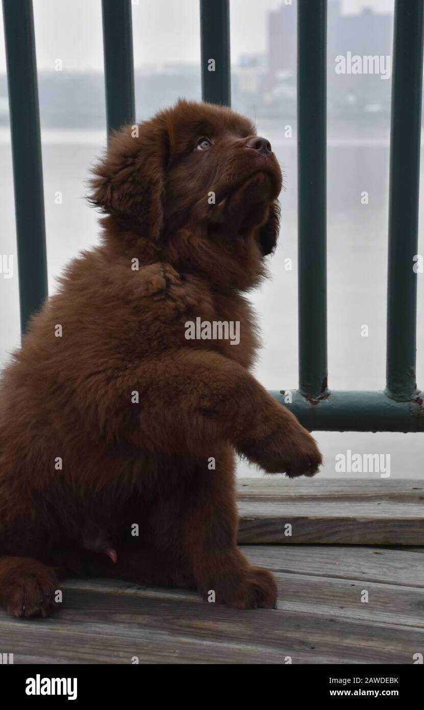 Cute brown Newfie puppy dog with his paw raised Stock Photo - Alamy