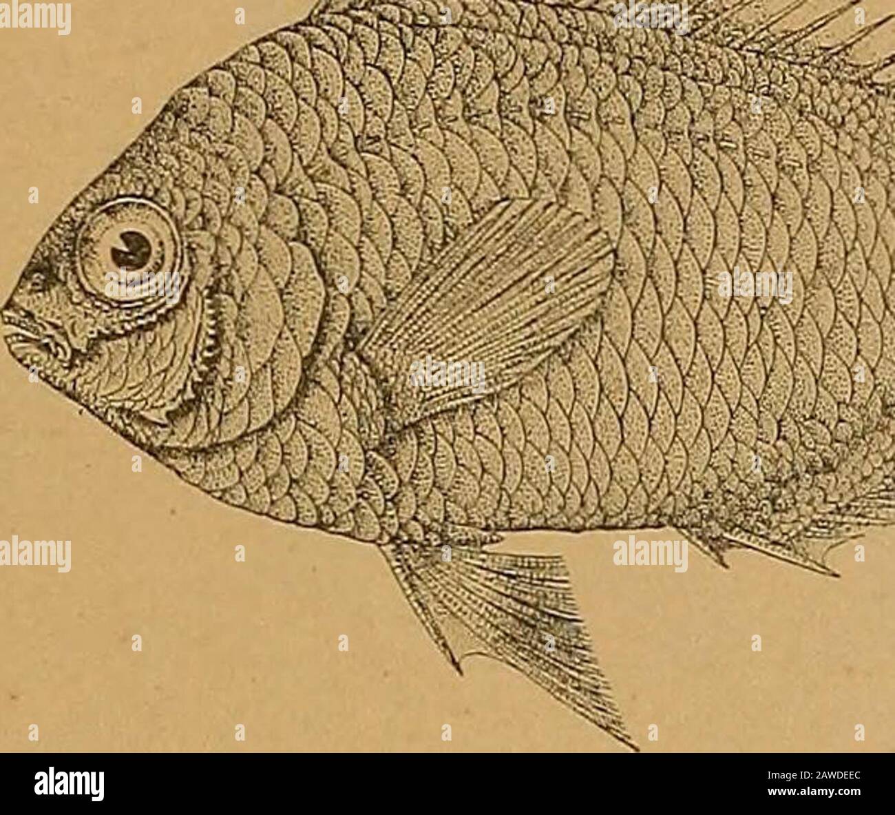 The Philippine journal of science . Seam: New Species oi- PHruppiNE ...