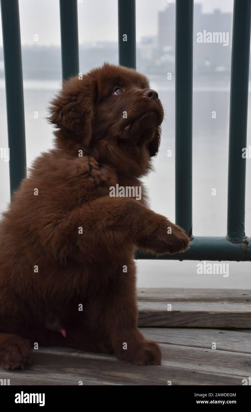 Newfoundland dog paw hi-res stock photography and images - Alamy