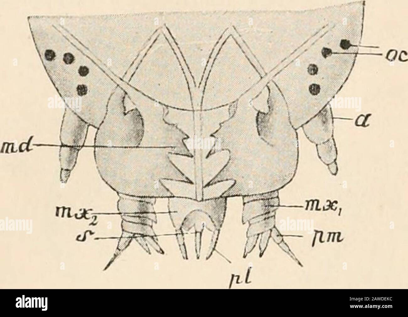 Apterygota hi-res stock photography and images - Alamy