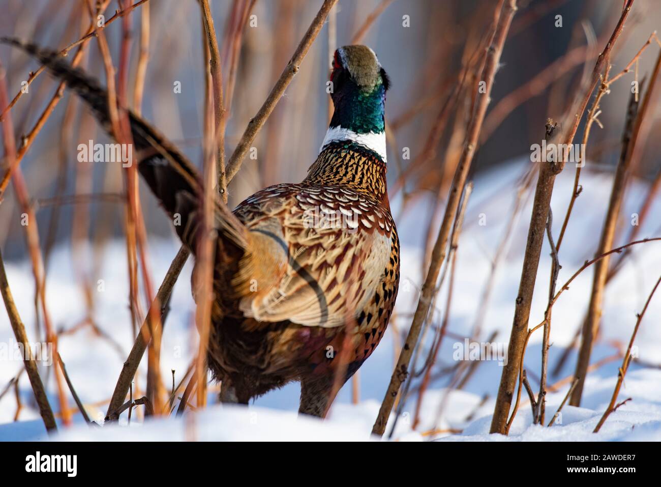 A rooster Pheasant in the winter in Minnesota Stock Photo - Alamy