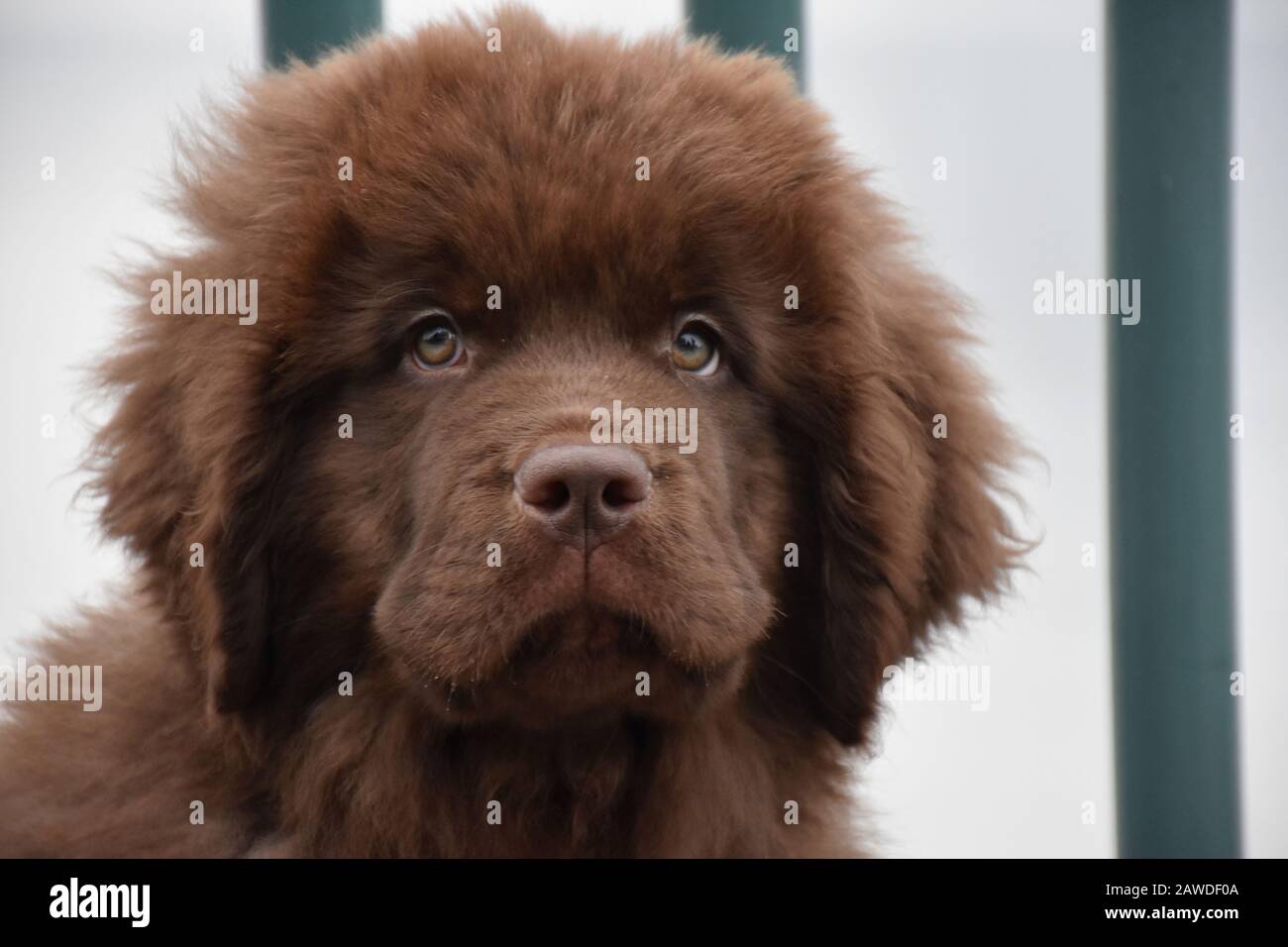 Concerned look on dog hi-res stock photography and images - Alamy