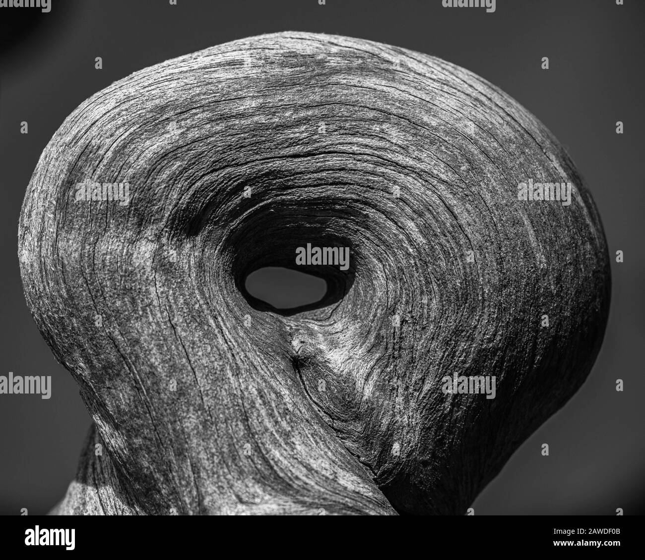 Exposed tree root system hi-res stock photography and images - Alamy