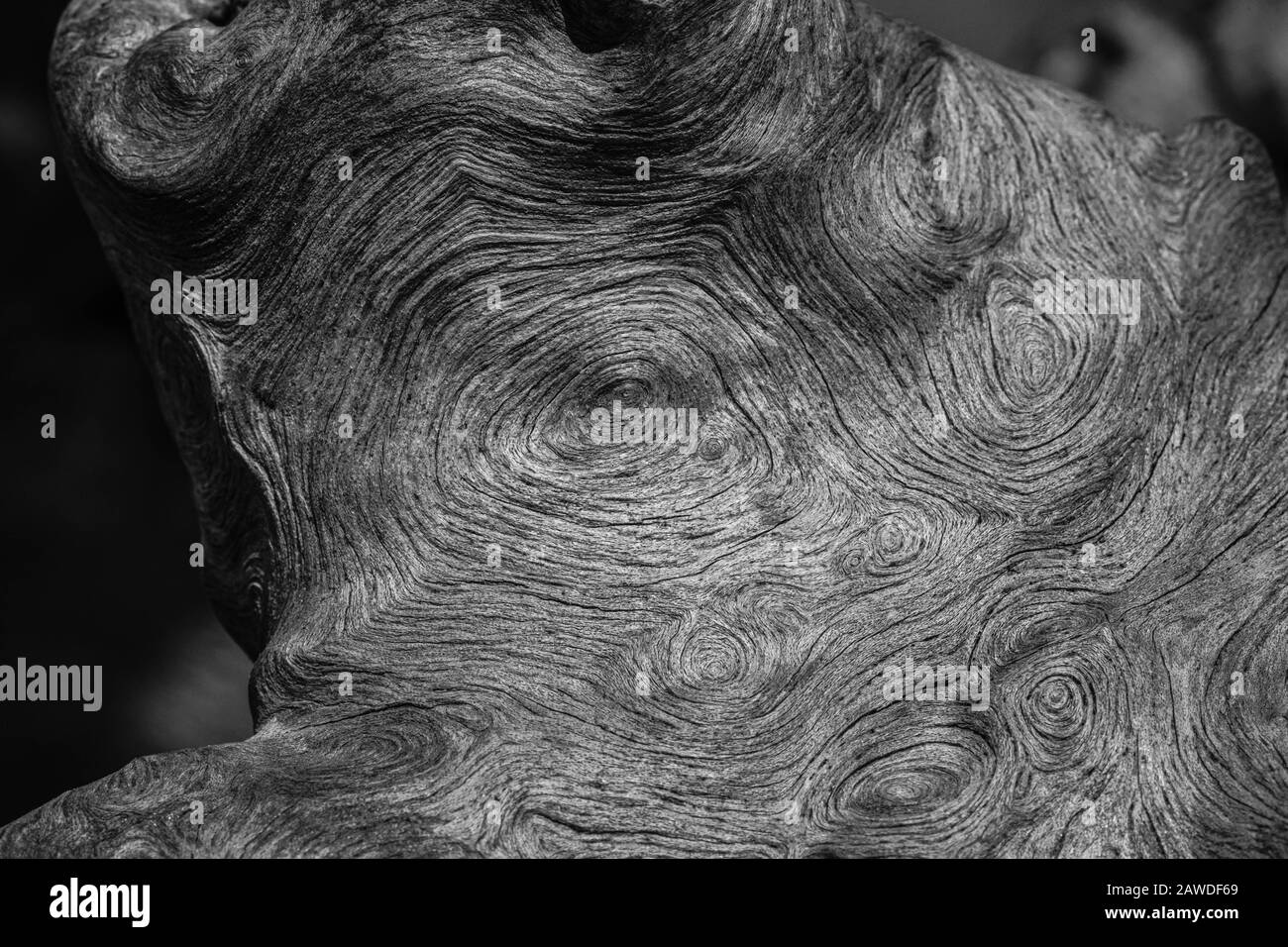 On tree stump wood Black and White Stock Photos & Images - Alamy