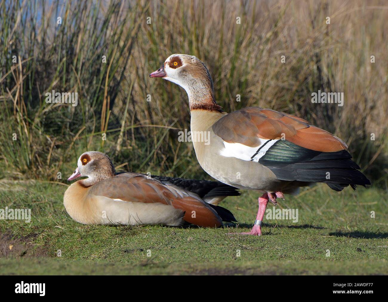 Dalton parks hi-res stock photography and images - Alamy