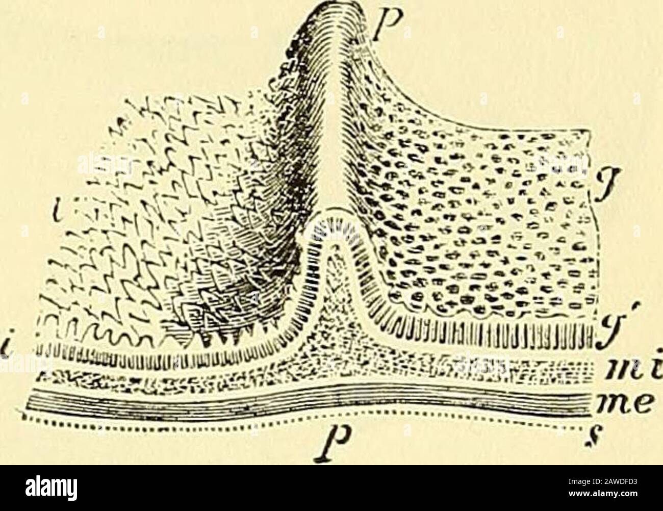 Quain's elements of anatomy . s continuous with the gullet, and is ...