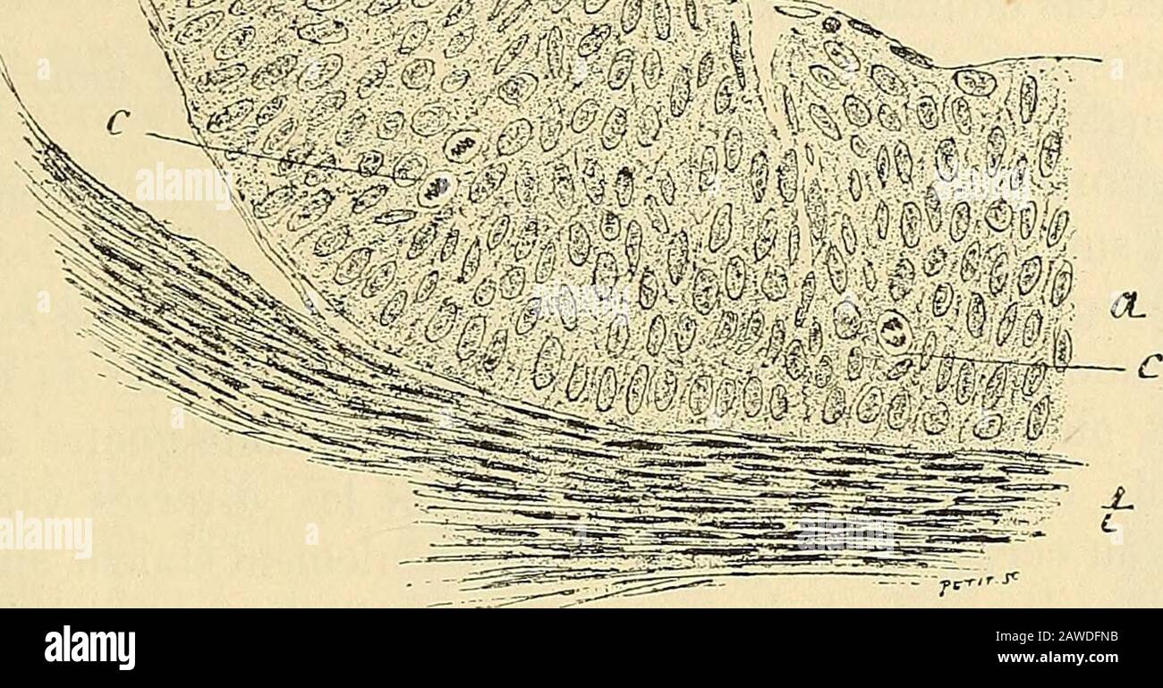 Tissu glandulaire hi-res stock photography and images - Alamy