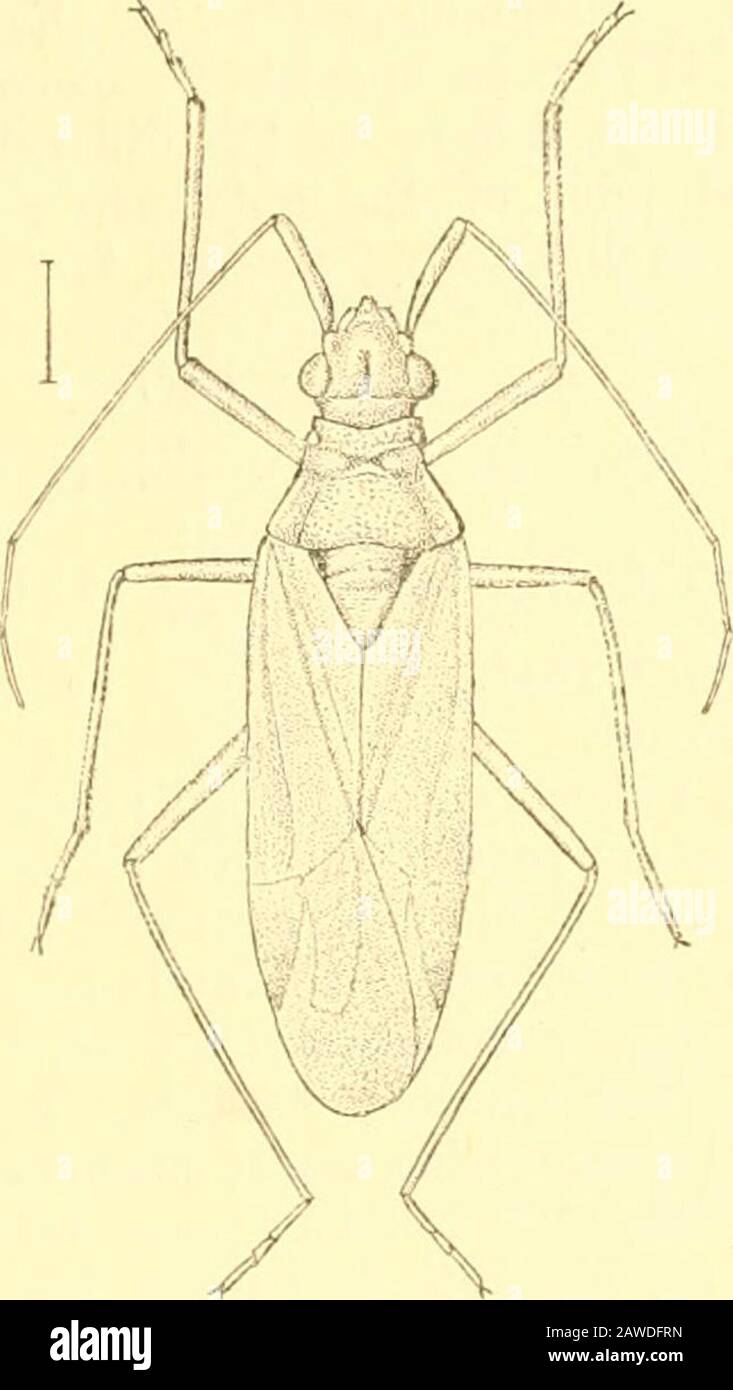 Rhynchota .. . anterior area somewhat transversely striate at ...