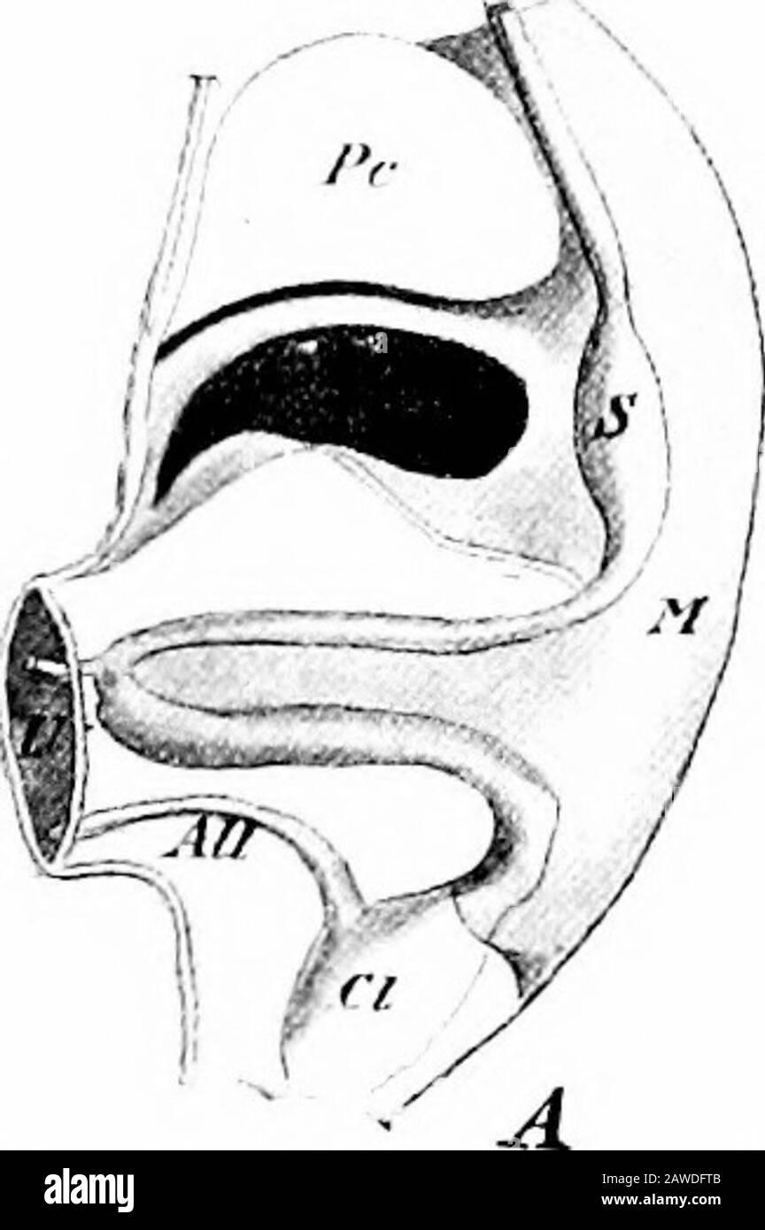 The development of the human body; a manual of human embryology . being ...