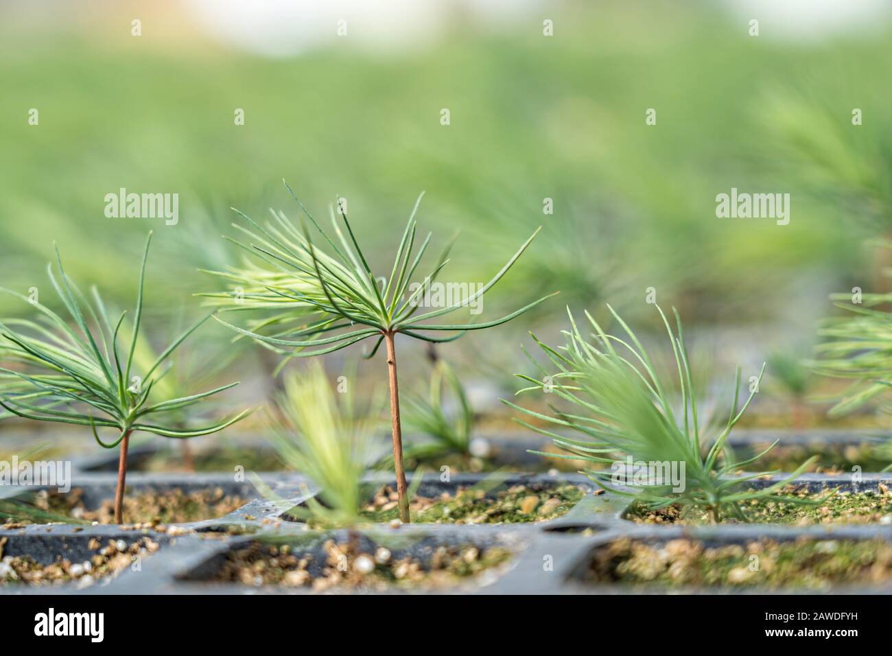 Oyamel forest hi-res stock photography and images - Alamy