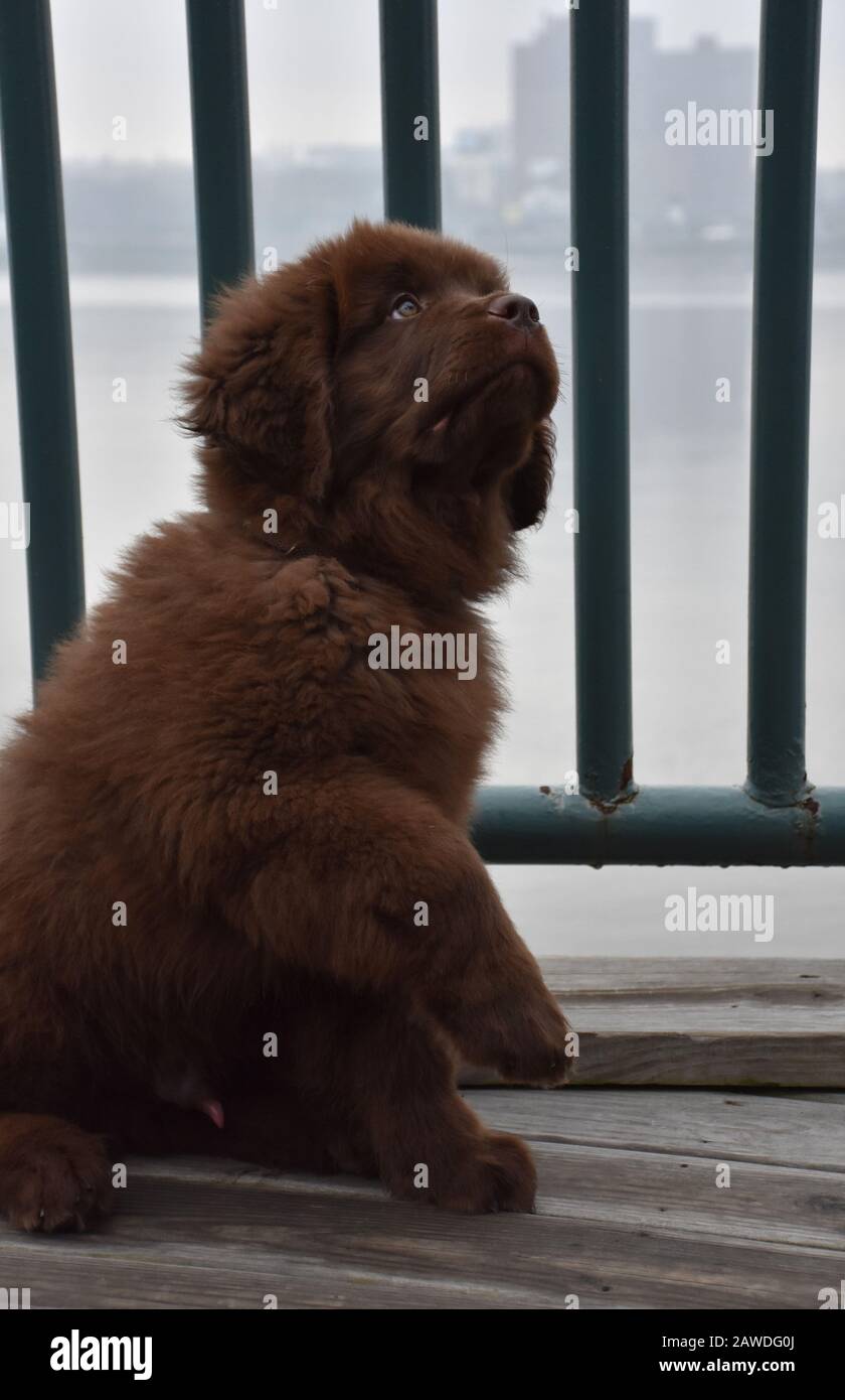 Adorable brown Newfie puppy dog raising his paw Stock Photo - Alamy