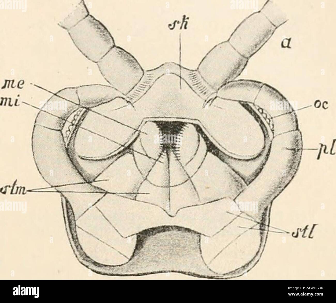 Mouthparts from below hi-res stock photography and images - Alamy
