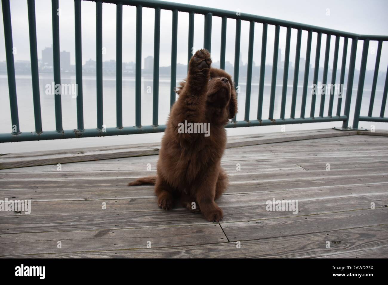 Cute brown Newfoundland puppy dog raising his paw Stock Photo - Alamy