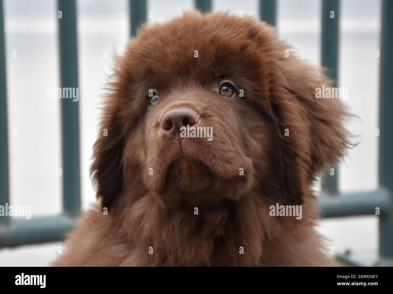 Cute brown Newfoundland puppy dog with a pink nose Stock Photo - Alamy