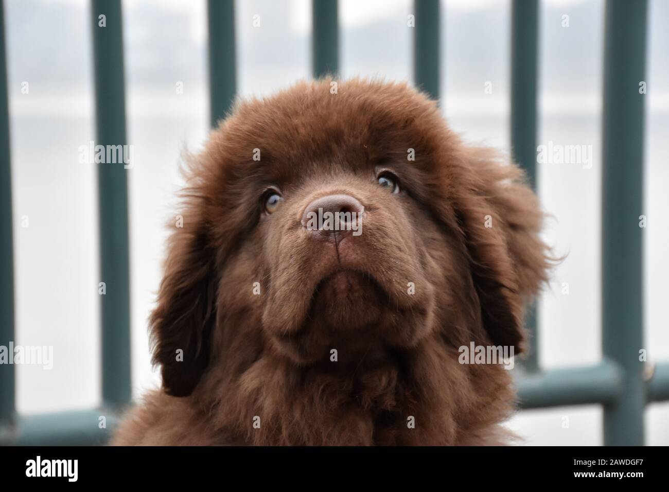 Sweet look into the face of a brown Newfoundland puppy dog Stock Photo ...