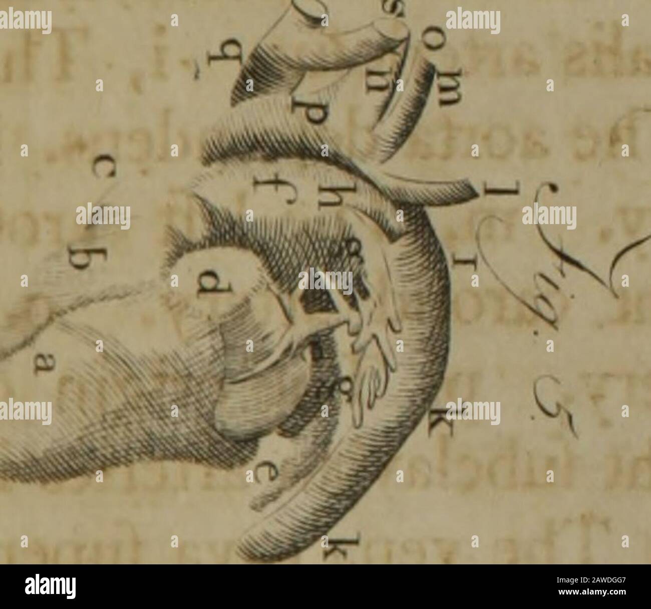 A compendious system of anatomy : in six parts ..; illustrated with ...