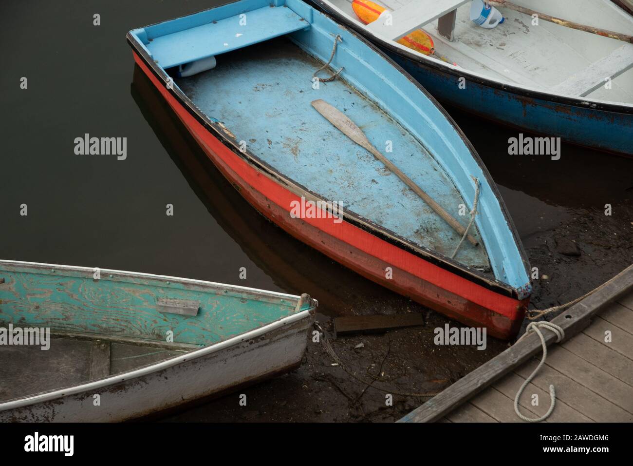 Orange dory hi-res stock photography and images - Alamy