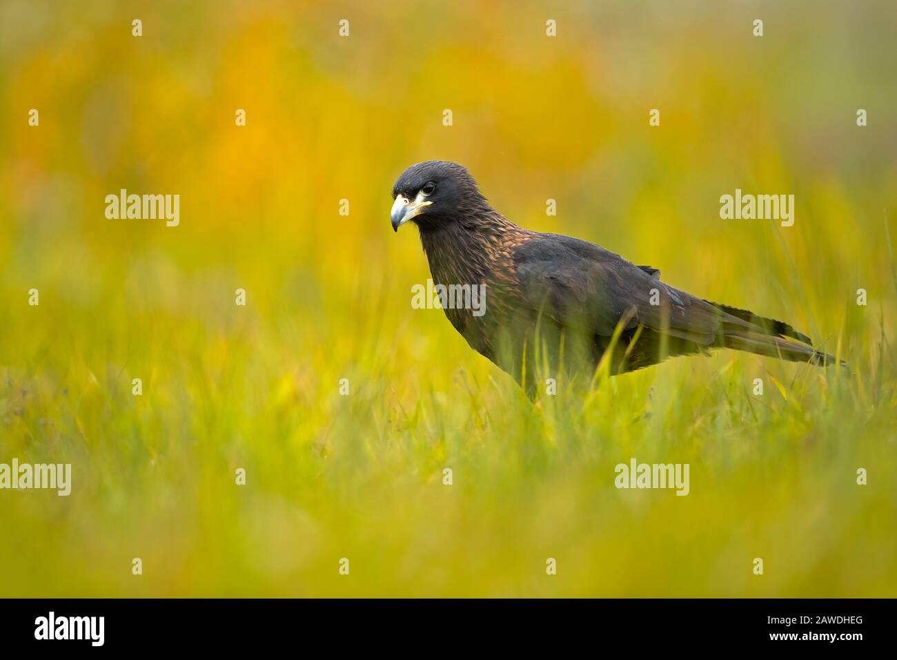 The striated caracara (Phalcoboenus australis) is a bird of prey of the ...