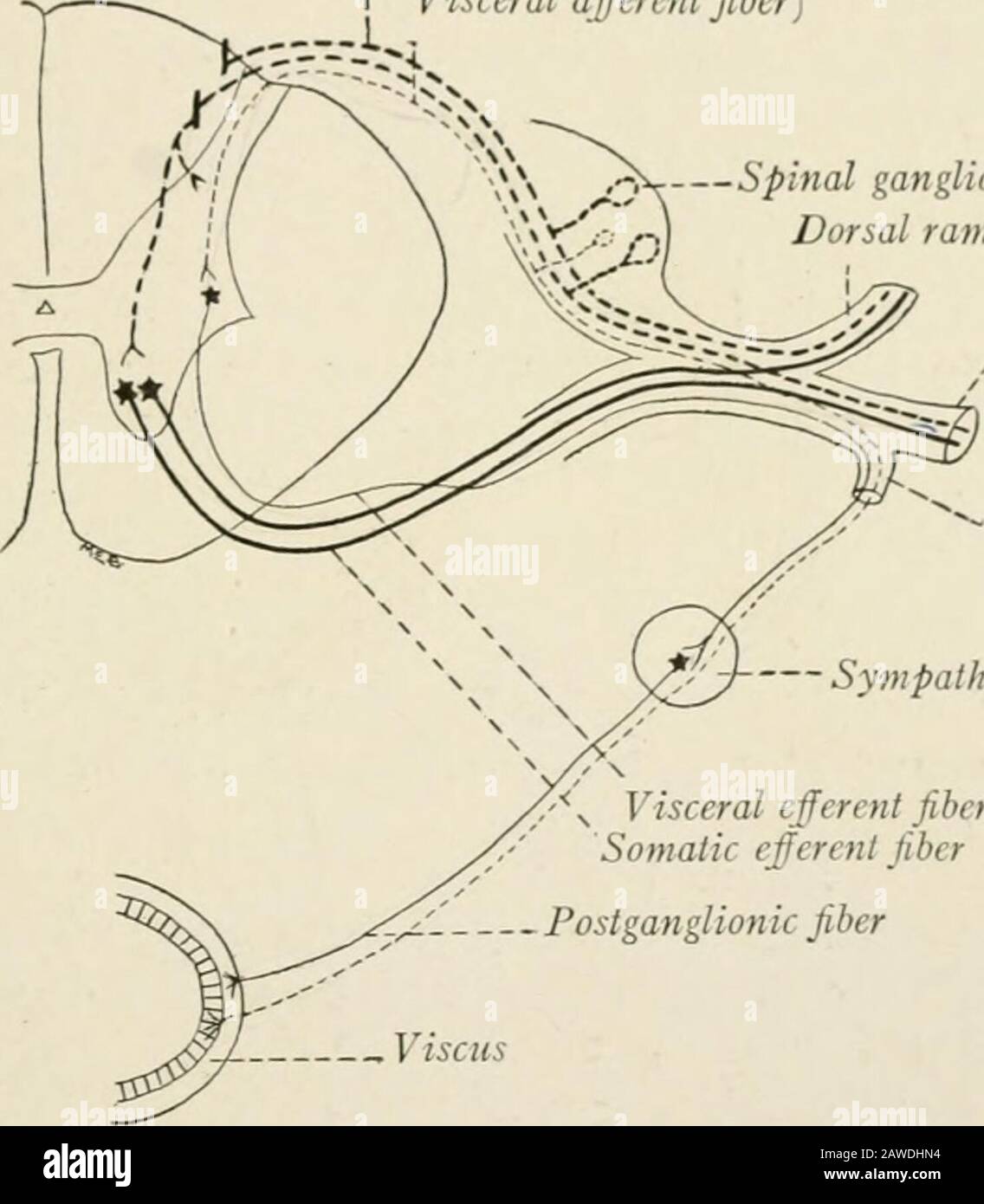 The anatomy of the nervous system, from the standpoint of development ...