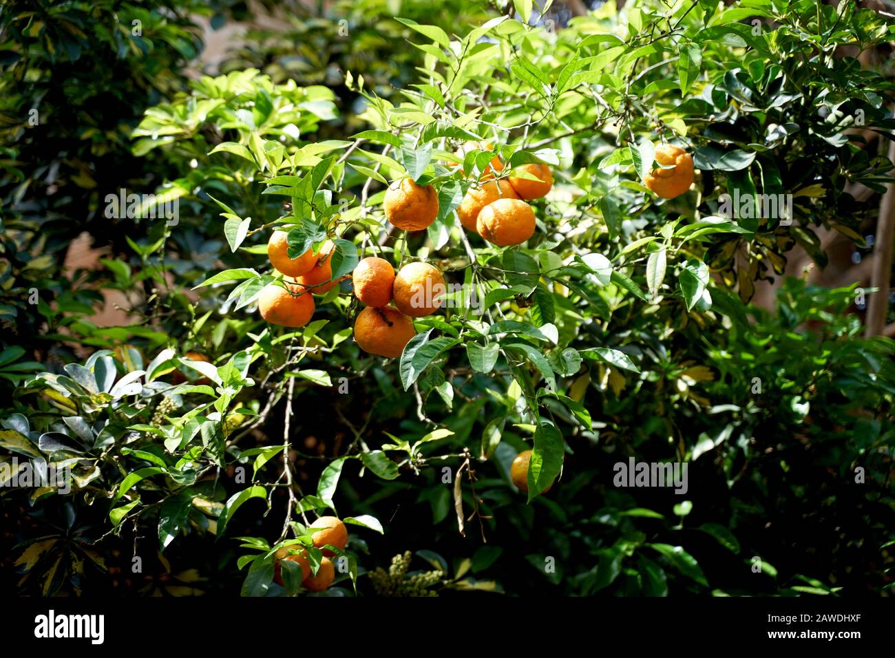 Agia Triad monastery in Crete in Greece. Patio with fruit trees in ...