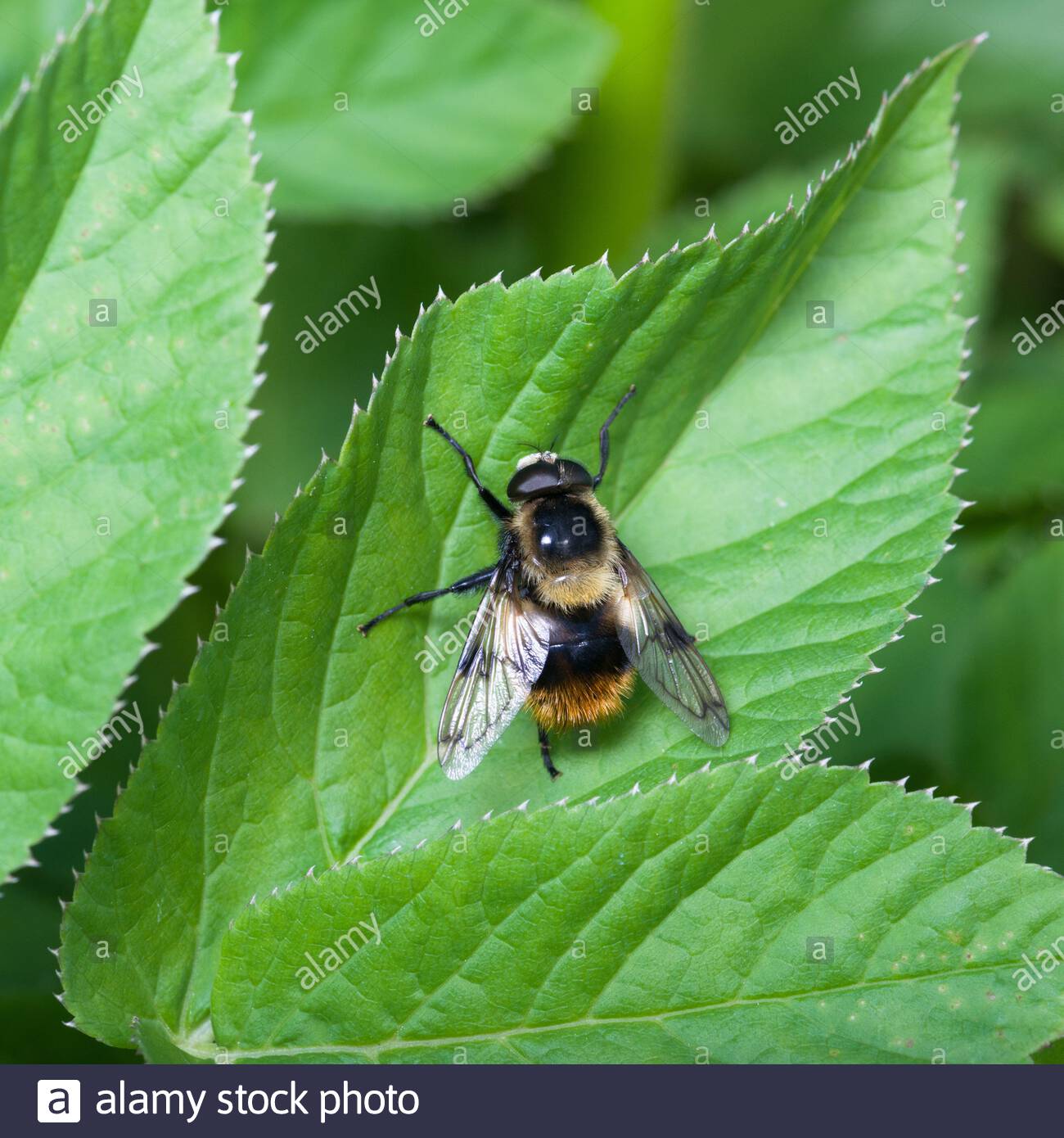 Bumble Bee Mimic Hoverfly Stock Photos & Bumble Bee Mimic Hoverfly ...