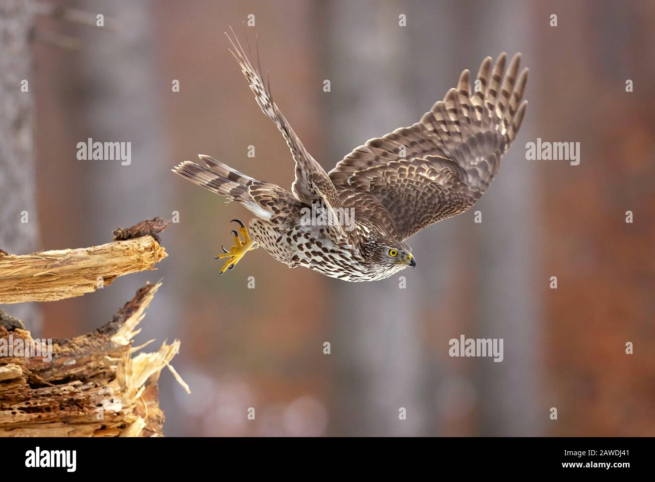 Northern goshawk (Accipiter gentilis) is a medium-large raptor in the ...