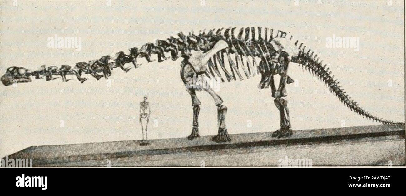 Zöology; a textbook for colleges and universities . Photograph from Am ...