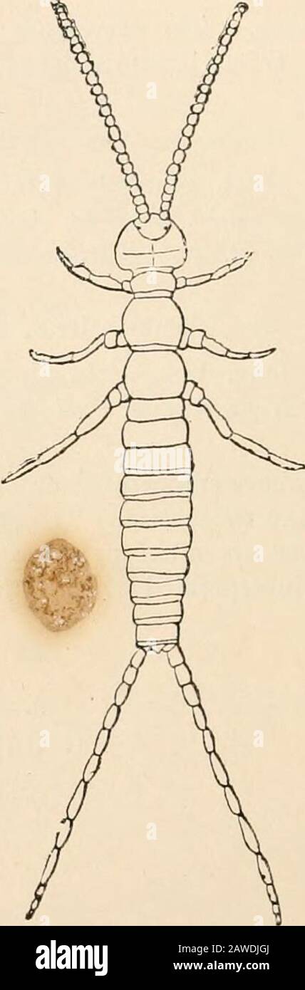 Text-book of comparative anatomy . FIG. 301.—Scolopendrella immaculata ...