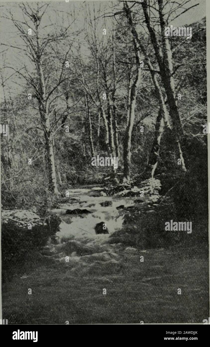 Murmuring trees hi-res stock photography and images - Alamy