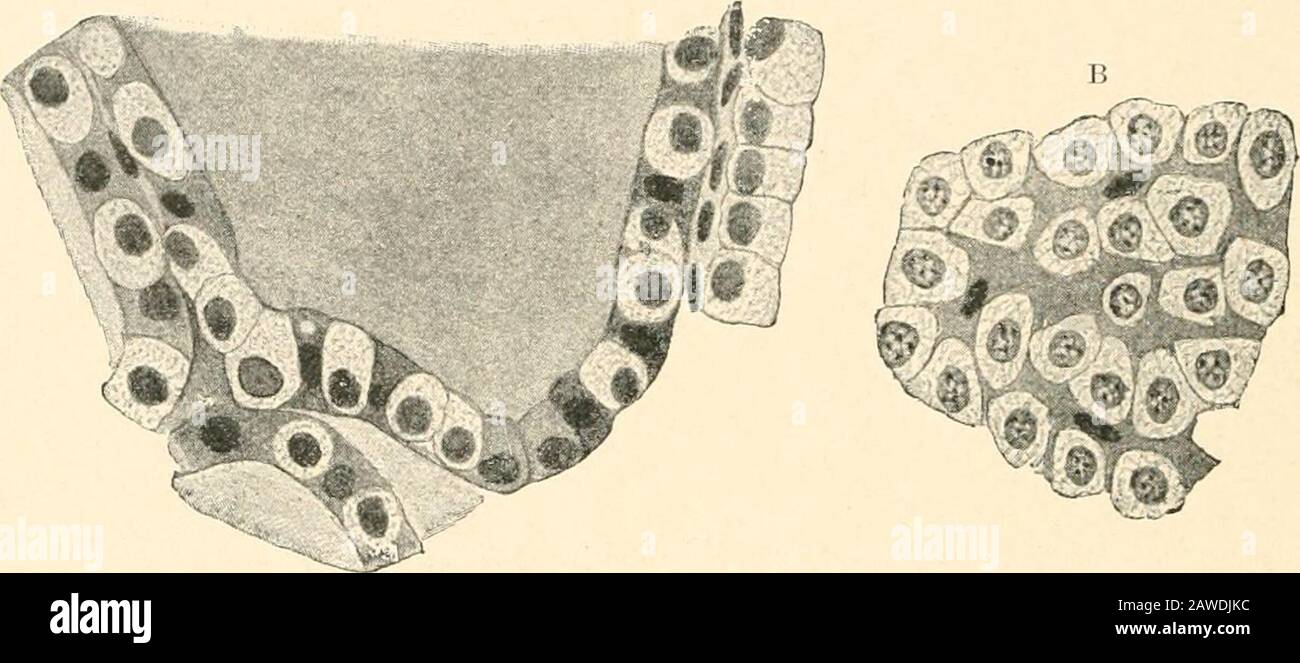 Human physiology . issue from the gland. Kohlrausch (1853) and Baber ...